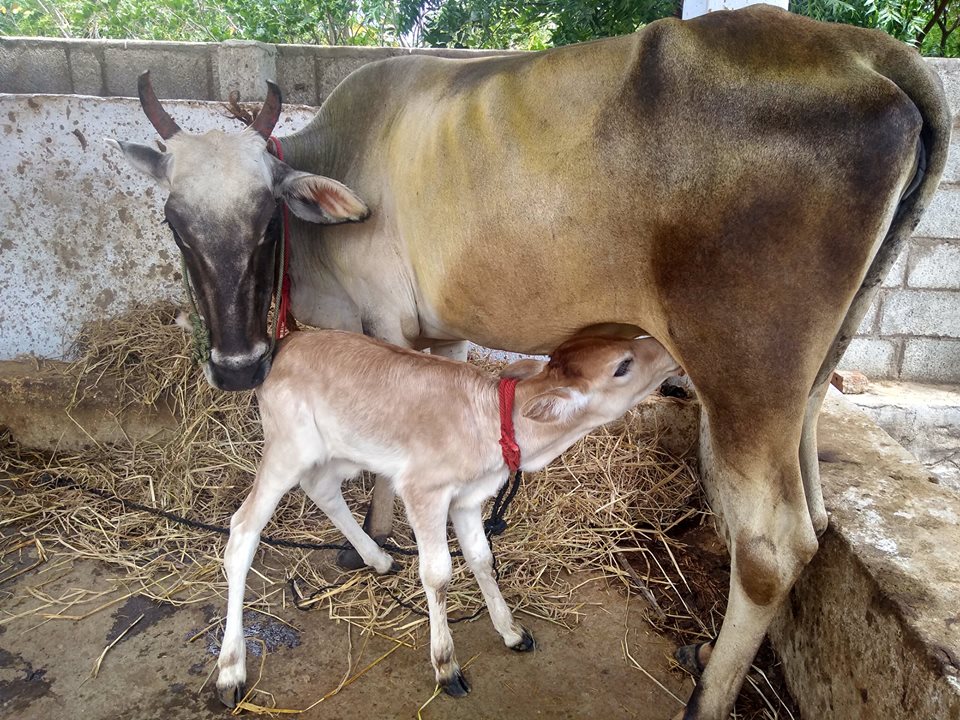 Aarsha Vidya Varshini - News and Events