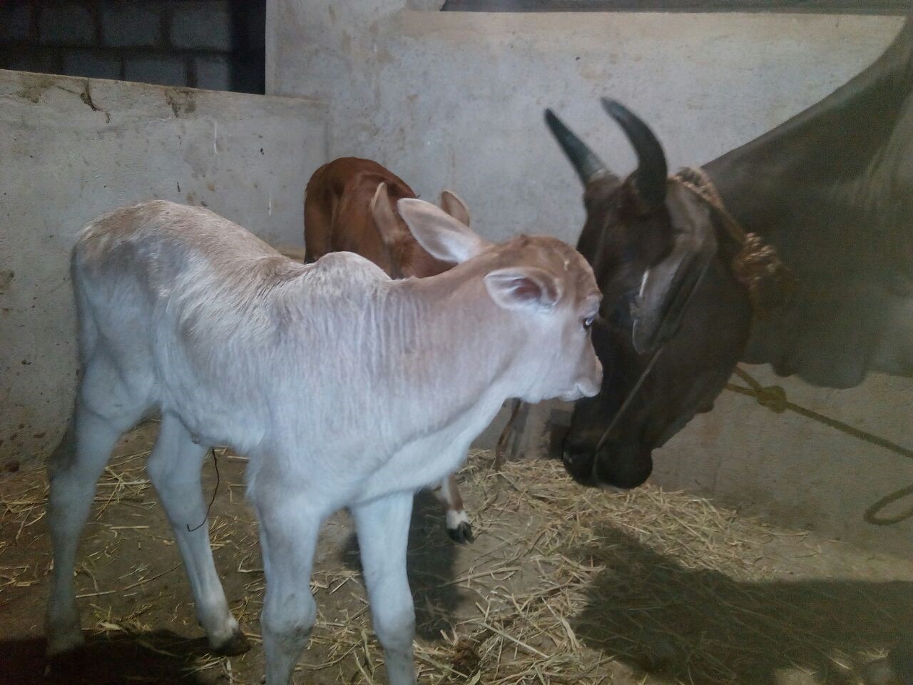 Aarsha Vidya Varshini - News and Events